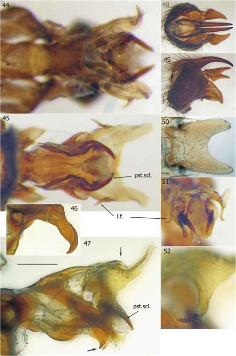 Figures 44 52 In Revision Of The Oriental Species Of The Bengalia Peuhi Speciesgroup Diptera