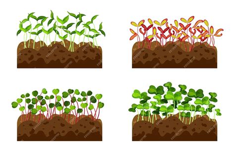 Premium Vector Set Of Different Vegetable Sprouts In Cartoon Style
