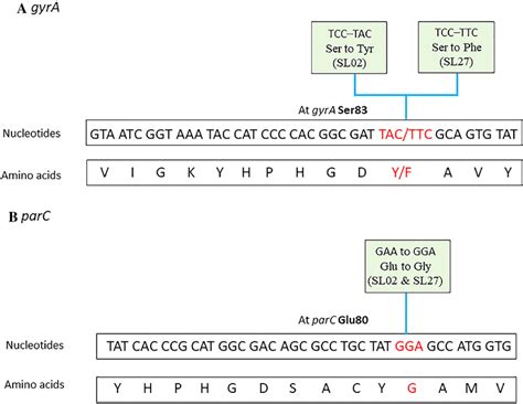 Illustration Of A Point Mutation In The Qrdr Of Gyra And Parc In Download Scientific Diagram