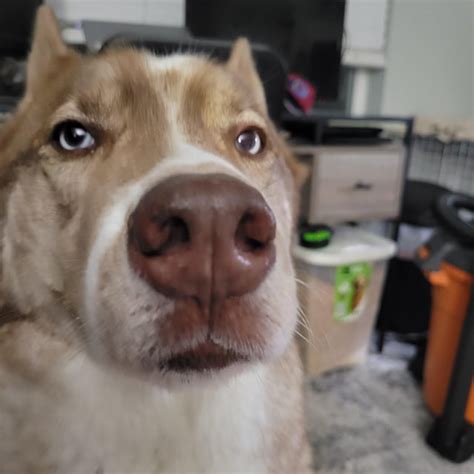 Them Does He Bite Rimagesalbum