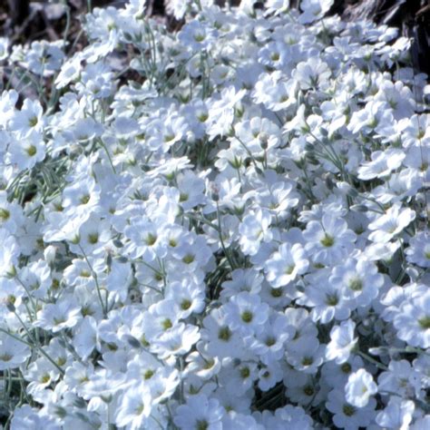 34 Best Low Maintenance Groundcover Plants To Grow