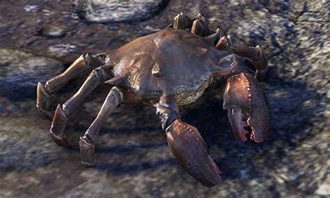 Nibenay Schlammkrabbe Elder Scrolls Wiki Fandom