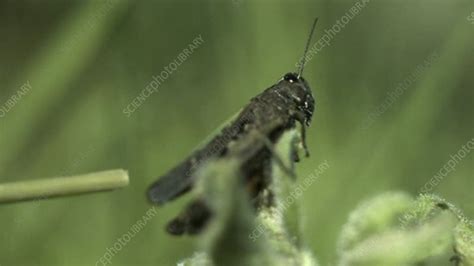 Grasshopper Taking Off Stock Video Clip K001 0647 Science Photo Library