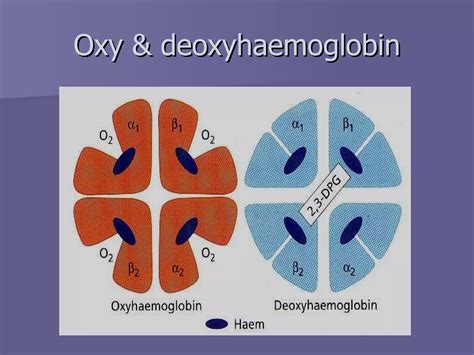 Structure And Function Of Haemoglobin Ppt