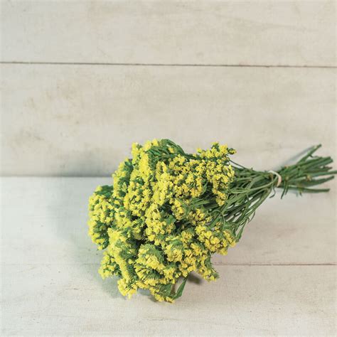 Qis Yellow Statice Seed Aeseeds