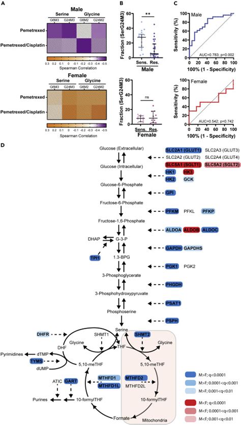 De Novo Serine Biosynthesis From Glucose Predicts Sex Specific Response