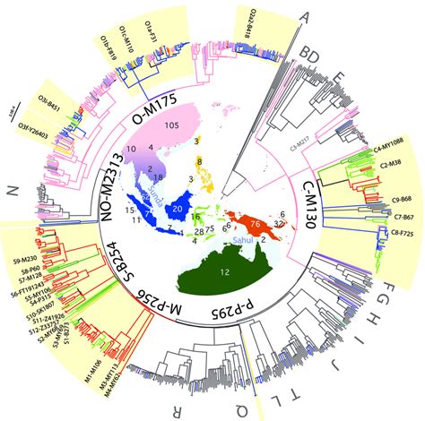 Paternal Lineages From Isea And Near Oceania In The Context Of The