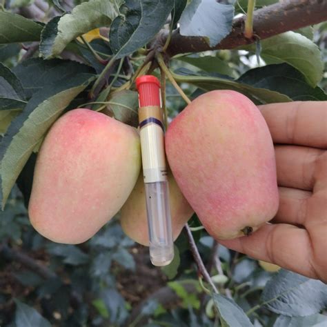 海棠果批发 吉林吉林市磐石市海棠果 300元斤磐石自家鸡心 一亩田