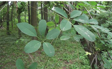 木通 景观园林植物 图片