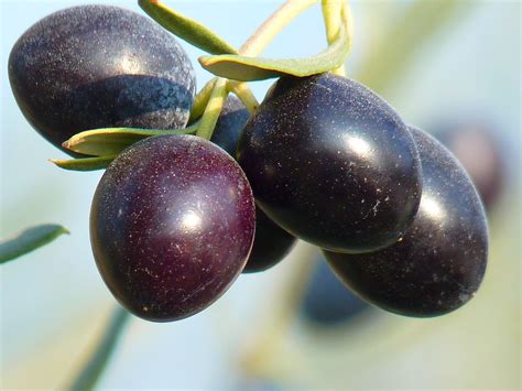 2000 Free Olive And Olive Oil Images Pixabay