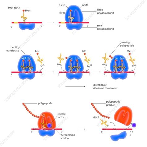Protein Synthesis Steps Diagram