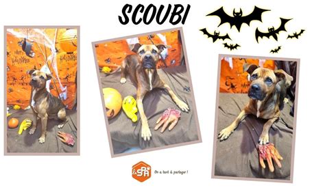 Adoption De Scoubi Réservé Indéfinie Chien Berger Région Normandie