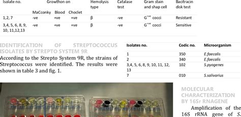 Identification Of Streptococcus Using Conventional Phenotypic Tests