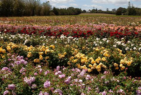 Tim Wells Nurseries Ltd Added A Tim Wells Nurseries Ltd