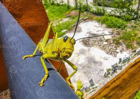 Giant Green Grasshopper Sitting On Railing In Mexico 11549383 Stock