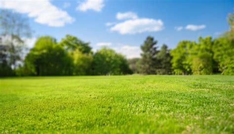 Grass Outside Images Free Download On Freepik