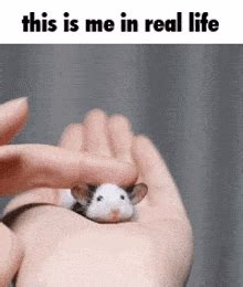 Cute Mouse S Tenor