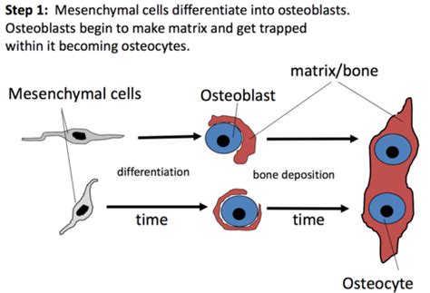 Histogenesis Of Bone Flashcards Quizlet