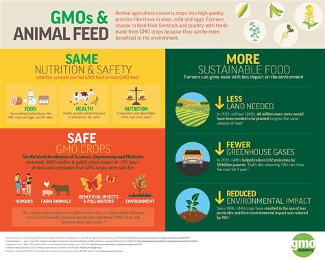 Gmo Risks