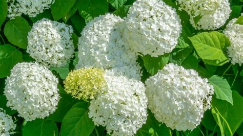 6 Shade Loving Hydrangeas Perfect For Low Sun Gardens