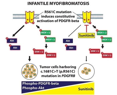 Ijms Free Full Text Effects Of Sunitinib And Other Kinase