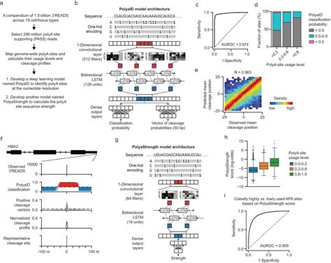 Developing Deep Learning Models To Understand The Human Genome Fikret Döşer