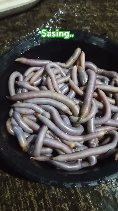 The Legendary Sasing This Giant Sea Worm Is A Prized Exotic Delicacy
