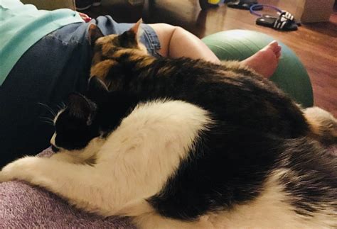 Snoozy Fuzzy Cuddle Puddle Scrolller