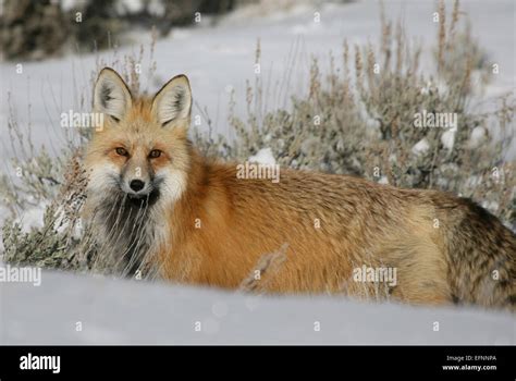 A Red Fox Is Captured In Lamar Valley In Yellowstone National Park In