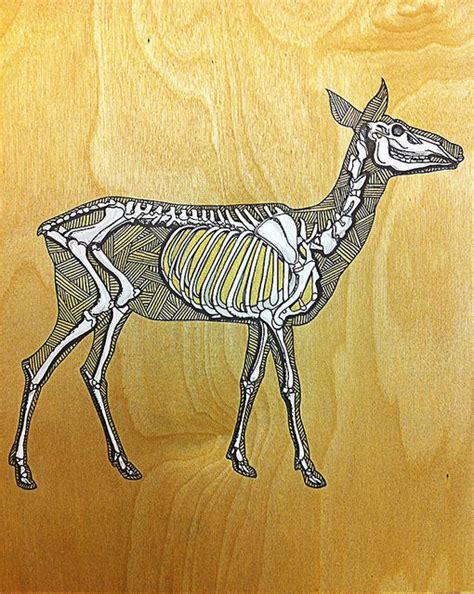 Anatomy Deer Skeleton Drawings Science Illustration Deer