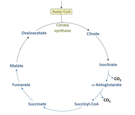 Tca Cycle And Oxidative Phosphorylation Flashcards Quizlet