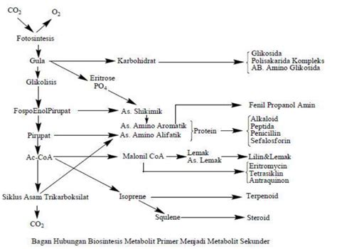 Biosintesis Metabolit Primer Dan Sekunder