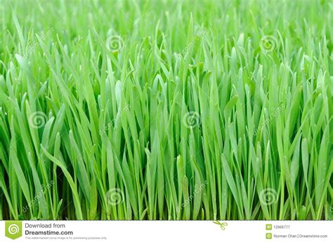 12 Wheatgrass Vector Free Images Prairie Grass Vector Wheatgrass Vector Art And Drawing
