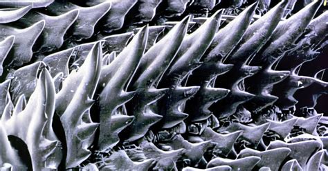 Octopus Teeth Kuow Whys The Octopus Awake Night At The Seattle