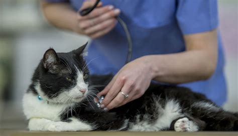 Uk Deadly Cat Tuberculosis Outbreak Claims 5 Cat Lives Yummypets