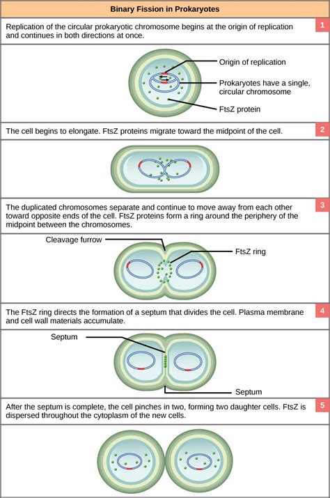 Chapter 13 The Cell Cycle And Mitosis Introduction To Molecular And