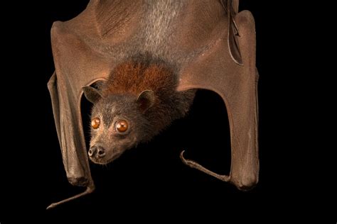 Large Flying Fox Pteropus Vampyrus Vampyrus Joel Sartore