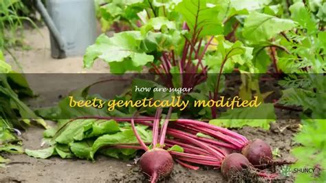 Exploring The Genetic Modification Of Sugar Beets What You Need To Know Shuncy