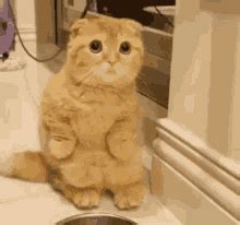 Cat Waving 