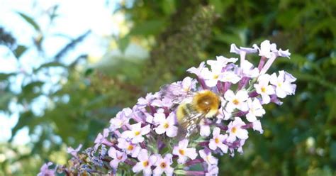Leon Le Bourdon Toujours La Geofr