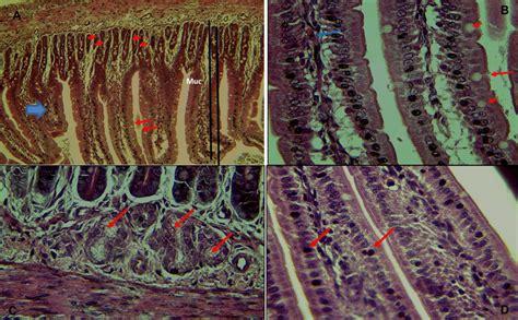 Photomicrographs Of The Duodenum Of Animals In The Experimental Groups