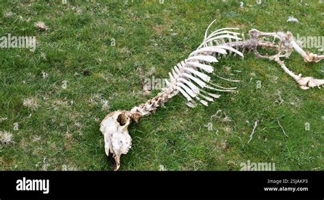 Deer Skeleton Stock Videos And Footage Hd And 4k Video Clips Alamy