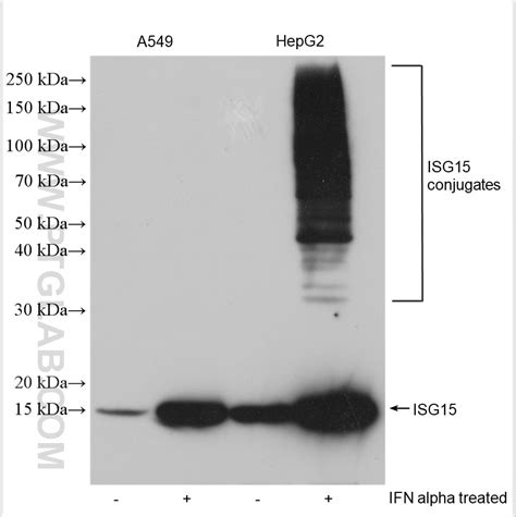 Isg15 Isg15 Connects Autophagy And Ifn γ Dependent Control Of