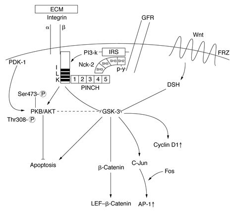 Integrin Linked Kinase Ilk A Regulator Of Integrin And Growth Factor