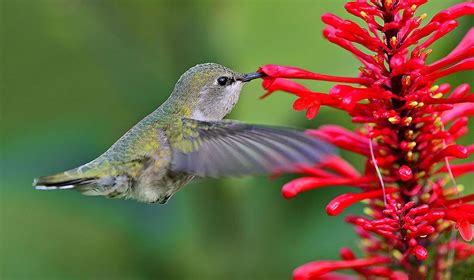 Best Hummingbird Plant For Florida Top Vibrant Choices Revealed