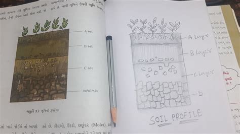 Soil Profile Diagram Drawing Science Class 7 Chapter 9 NCERT YouTube