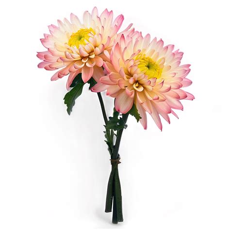 Download Chrysanthemum Bouquet Png Sfv93