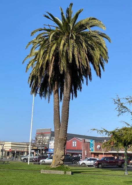 Scribble Trees Handcrafted Books By Michele Olsen