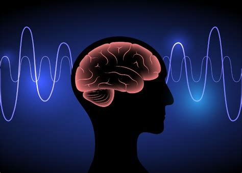 Unlocking The Secrets Of Emotional Well Being The Pregenual Anterior Cingulate Cortex