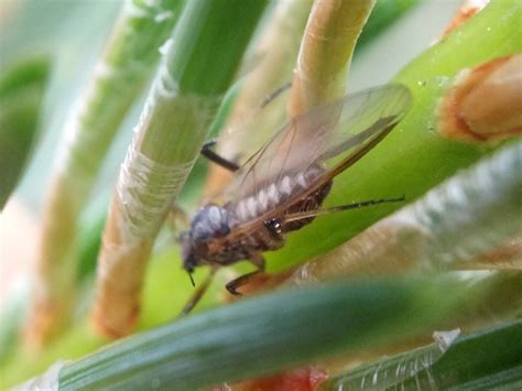 Cinara Pinea Naturespot